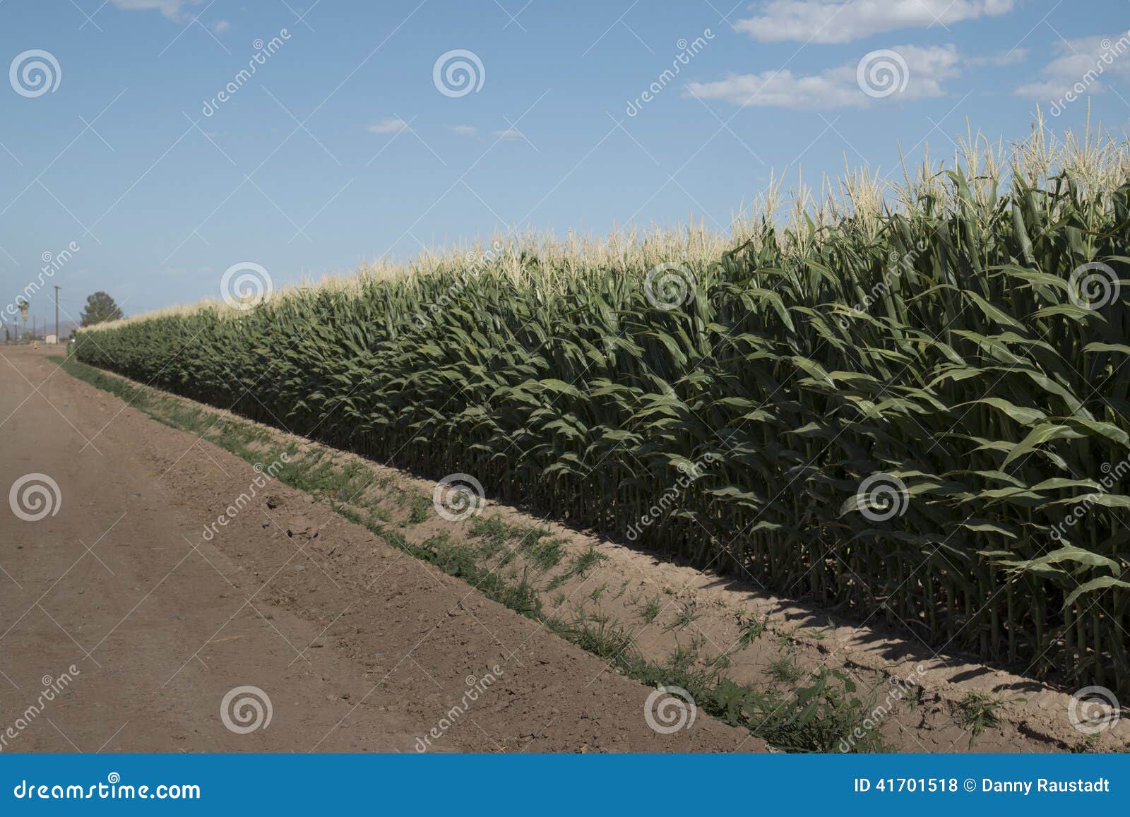 Monsanto GMO Corn Field stock photo. Image of america - 41701518