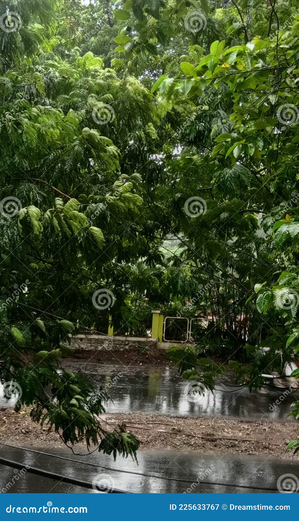 Monsoon Barish trees stock image. Image of nature, barish - 225633767