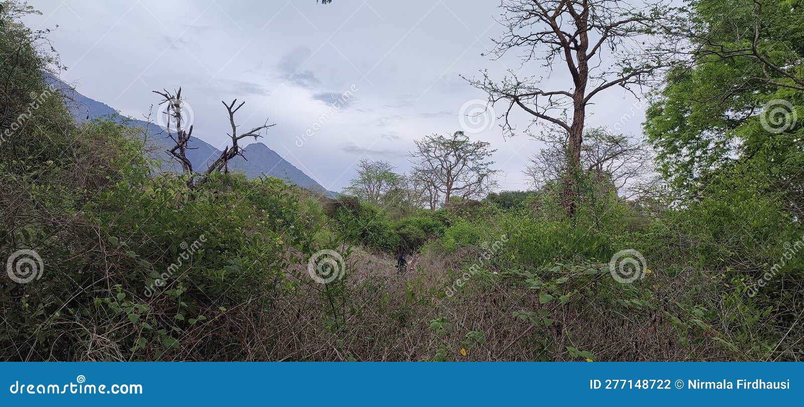 Monsoon Forest in Baluran National Park, Banyuwangi, East Java Stock ...