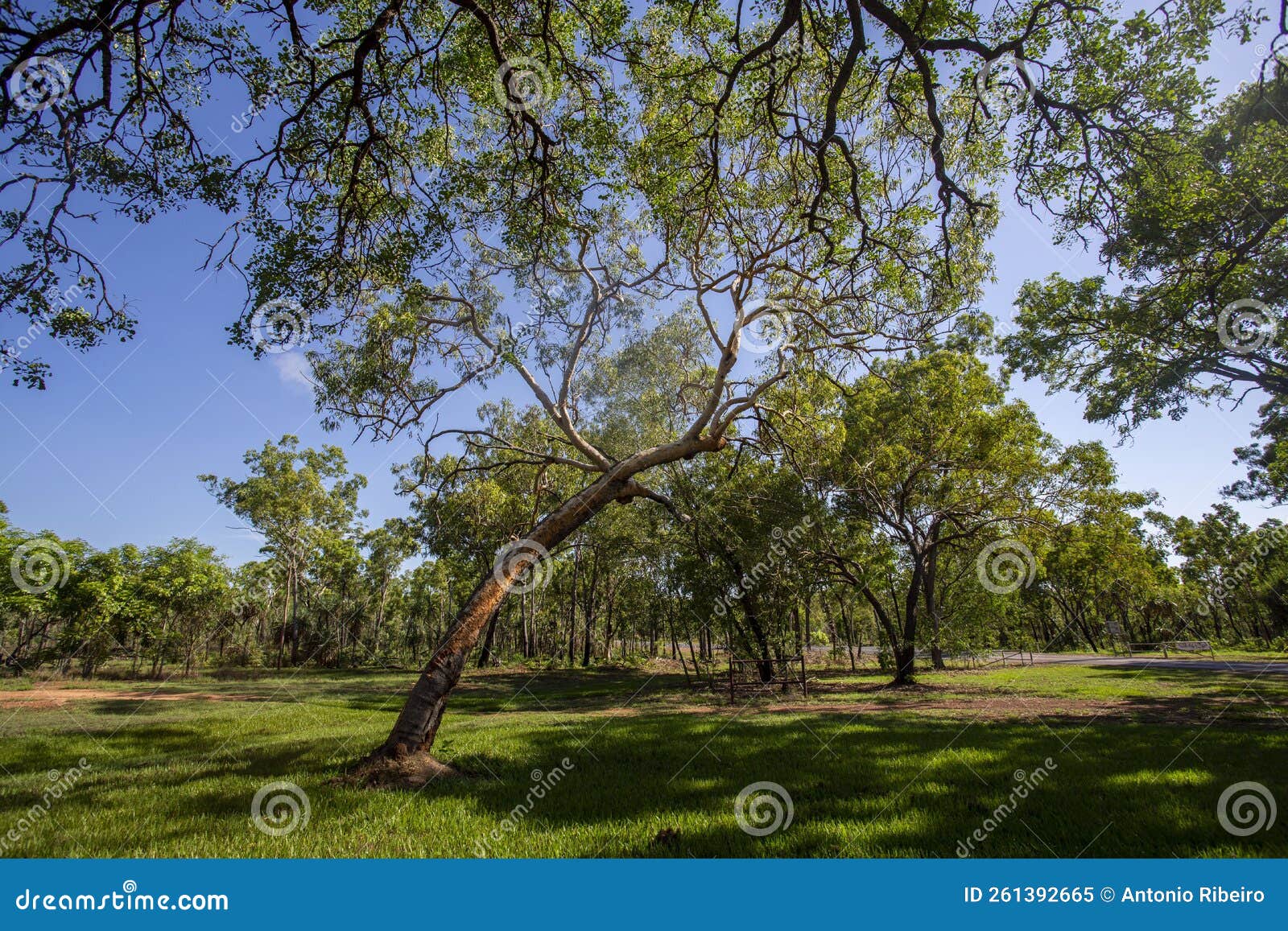 Monsoon Forest Landscape at Batchelor Stock Image - Image of tangled ...