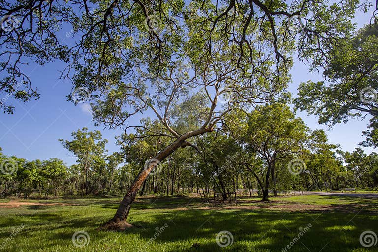 Monsoon Forest Landscape at Batchelor Stock Image - Image of tangled ...