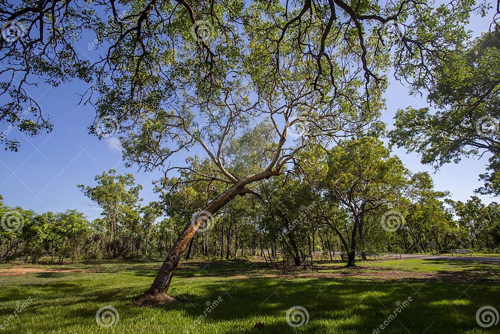 Monsoon Forest Landscape at Batchelor Stock Image - Image of tangled ...