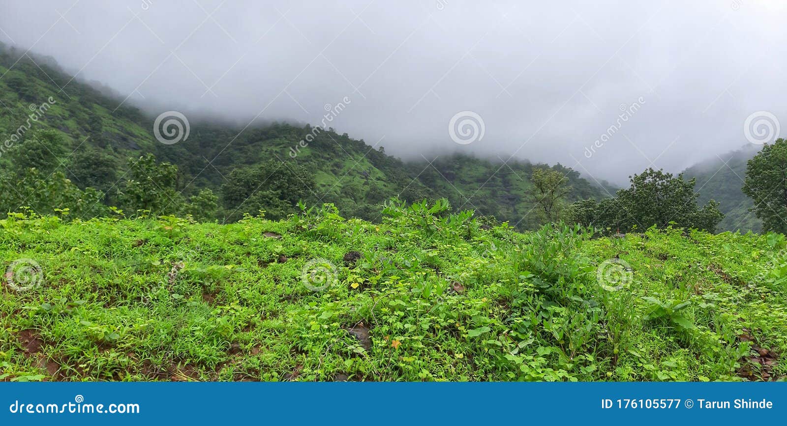 Greenery Scenes Of Ashoka Trees Under Blue Sky . Stock Photography ...