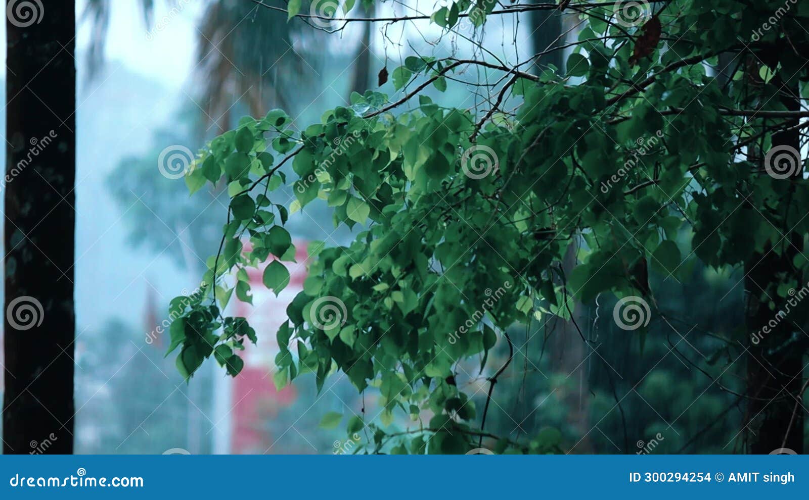 Monsoon Rain in the Jungle in Assam Stock Footage - Video of ...