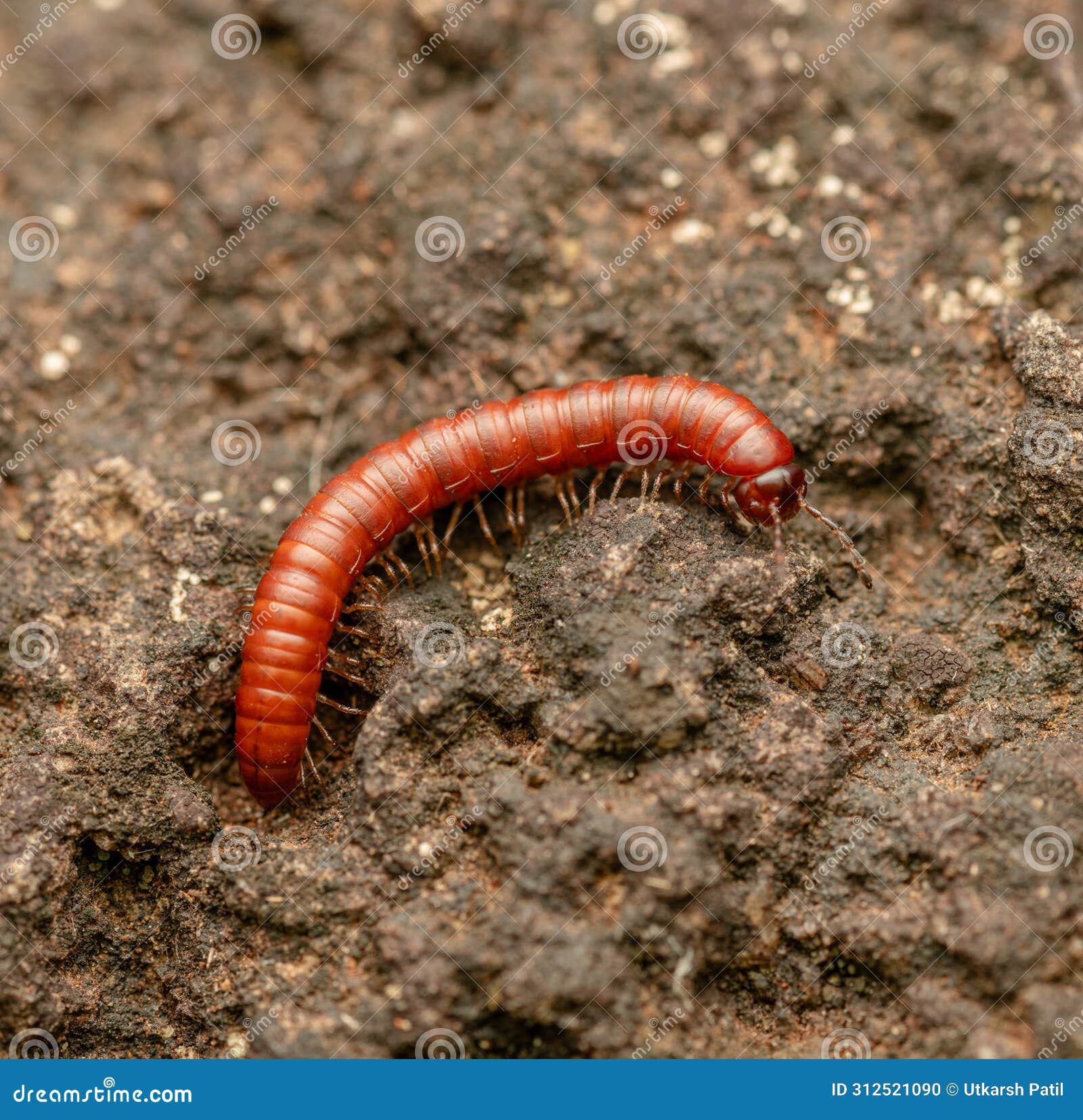 Monsoon Worm Insect on the Rock. Stock Photo - Image of rock, insects ...