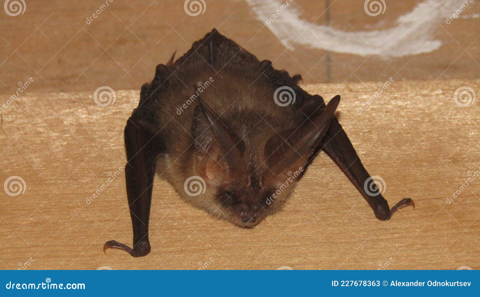 The Monster Bat in the Attic Stock Image - Image of creature, monster ...