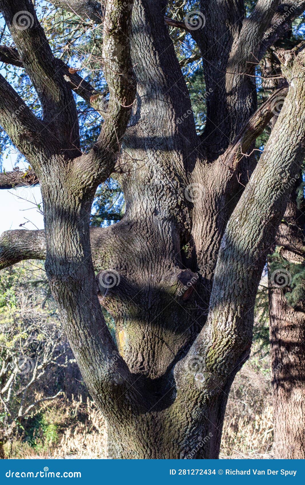 Monster Behind the Branches in a Tree Stock Photo - Image of pareidolia ...