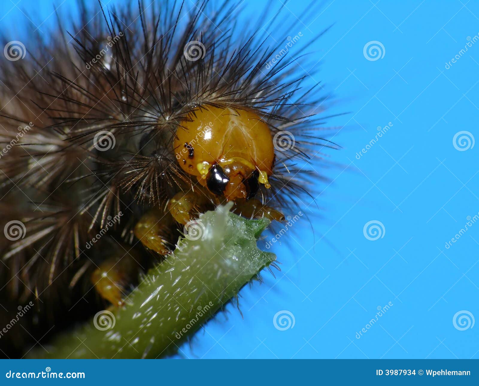 Monster caterpillar stock photo. Image of monster, jaws - 3987934