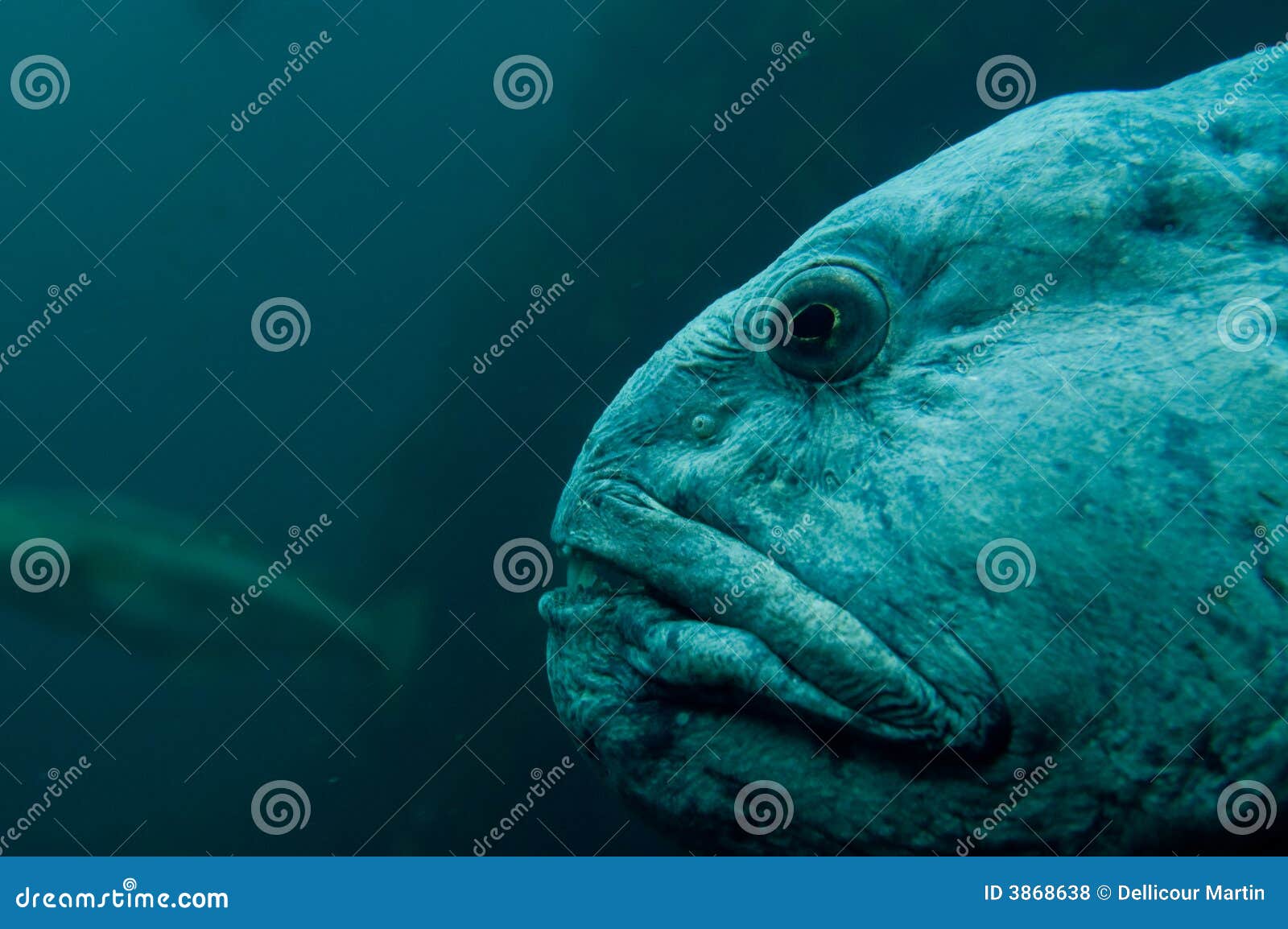 Monster fish underwater stock photo. Image of smile, face - 3868638