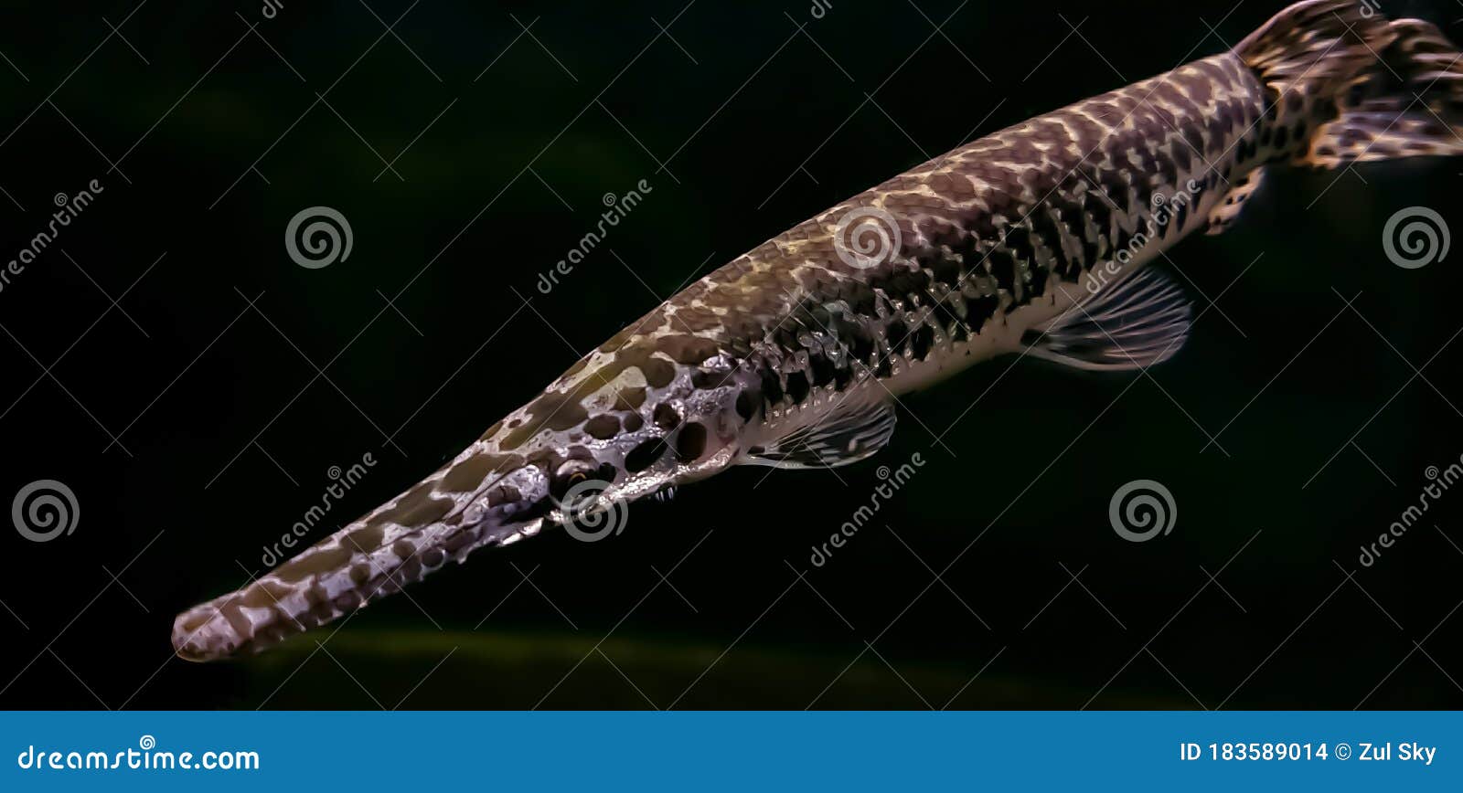 Prehistoric Looking Fish Stock Photos - Free & Royalty-Free Stock ...