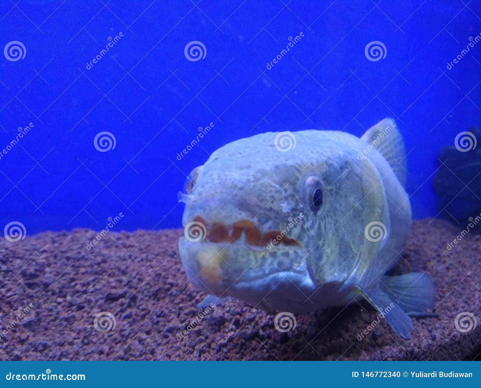 Monster fish stock photo. Image of monster, wolf, predator - 146772340