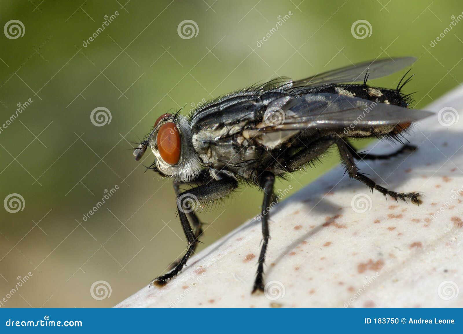 Monster Fly stock photo. Image of close, hairy, scary, closeup - 183750