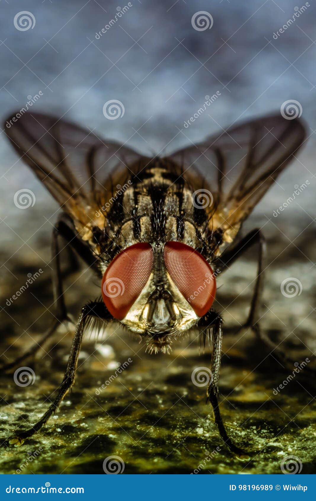 Monster Fly stock image. Image of colorful, microscopy - 98196989
