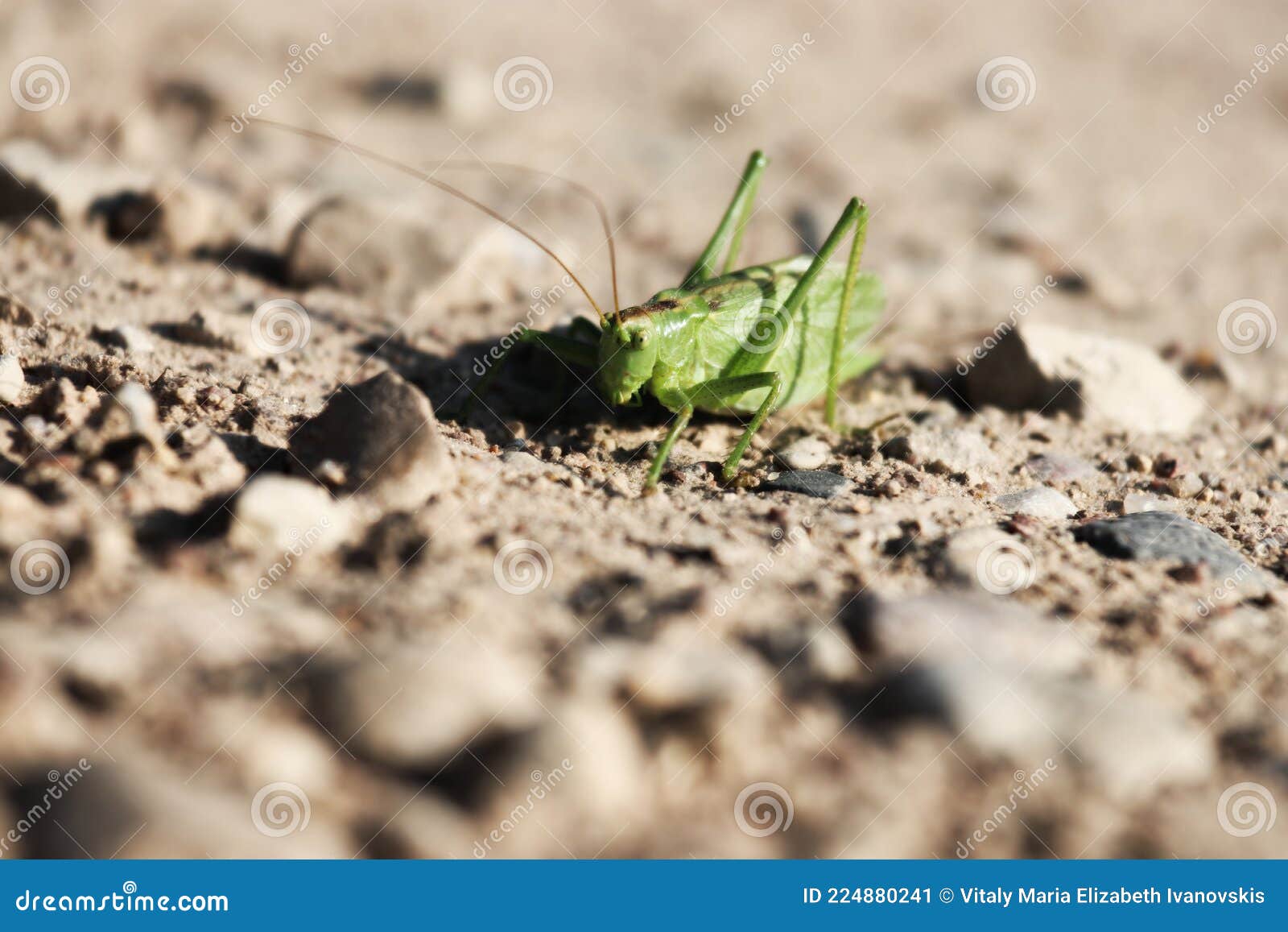 Monster, Insect, Predator, Locust, Parasite, Crop Pest Stock Image ...
