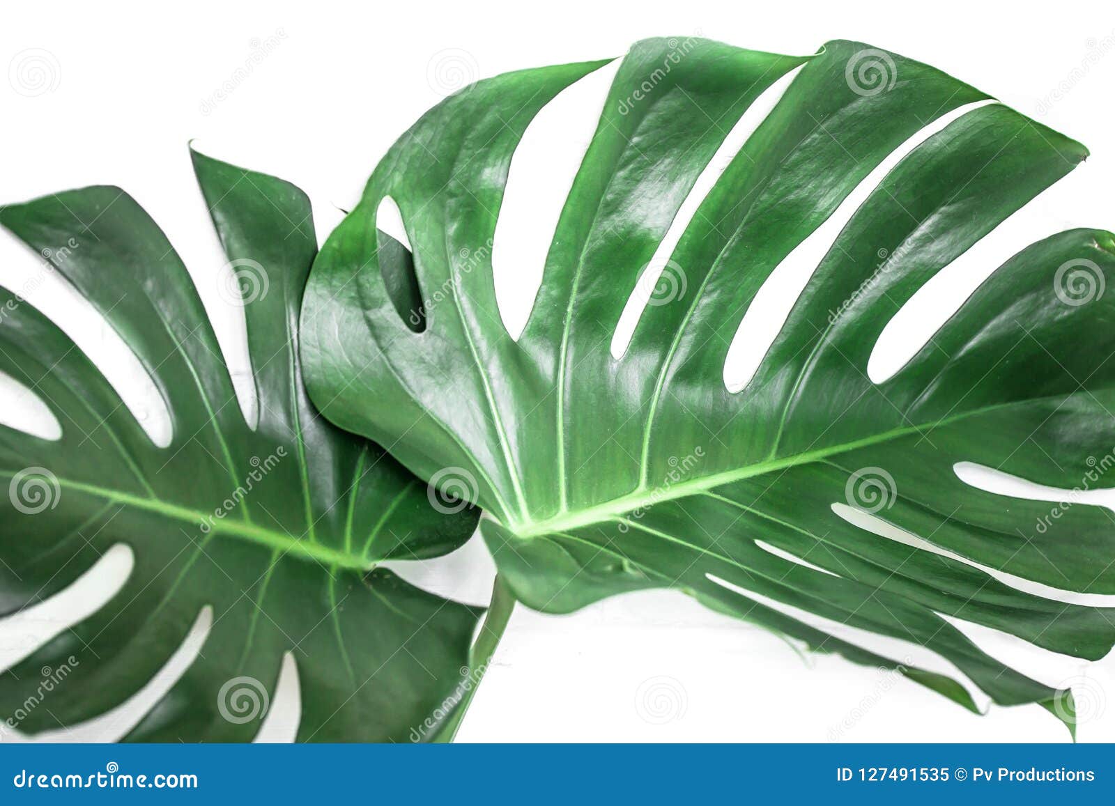 Monster Leaves on a White Background Stock Image - Image of foliage ...