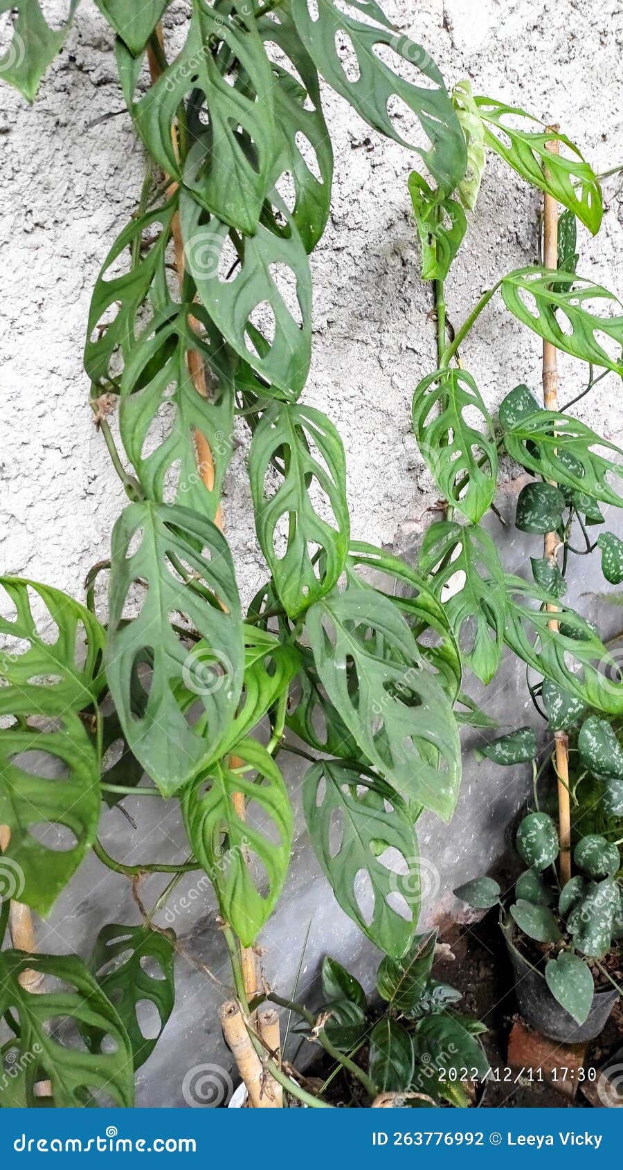 Monster plant stock photo. Image of garden, monst, leaf - 263776992