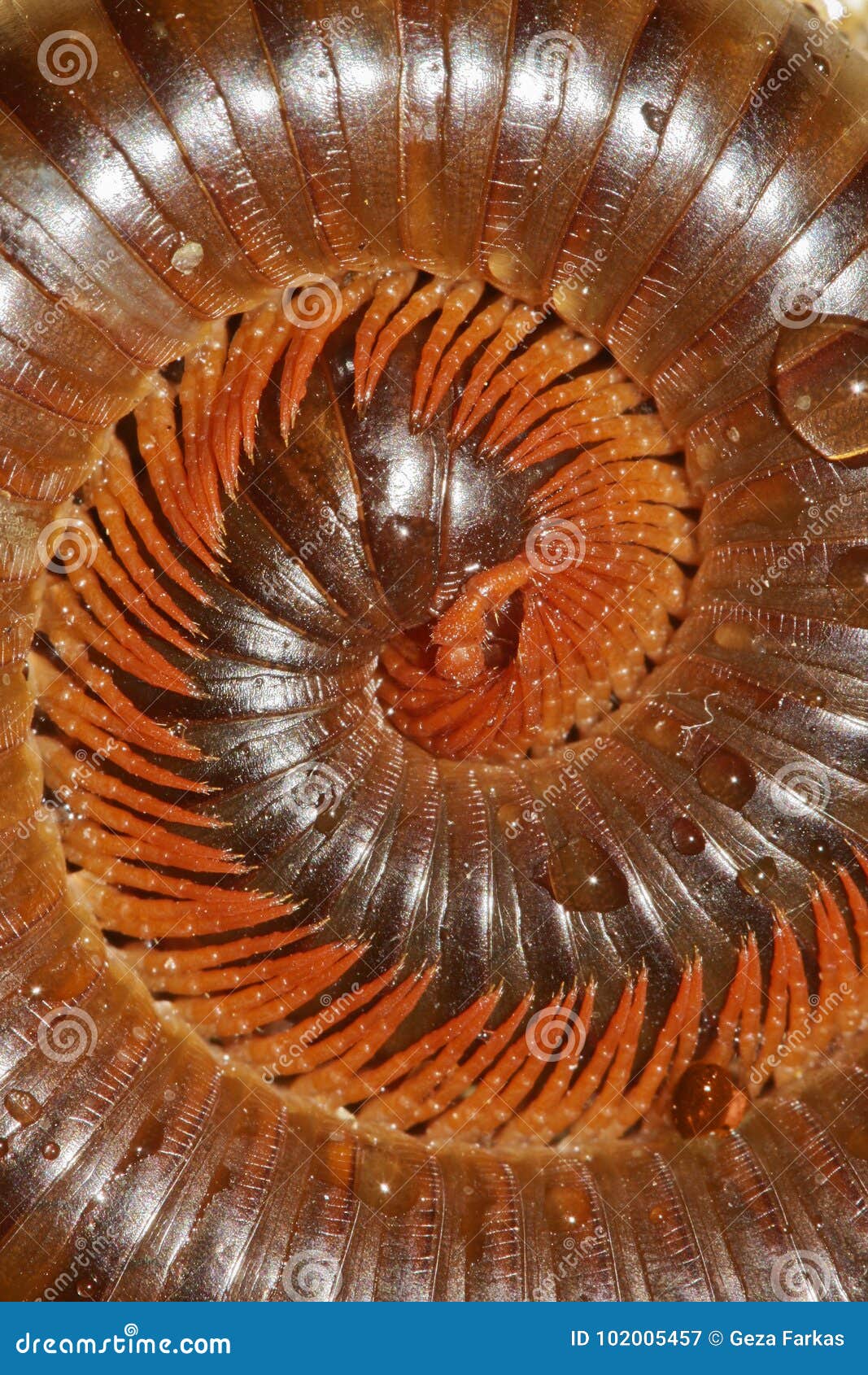 Monster Poisonous Millipede Rolled into a Circle Stock Image - Image of ...