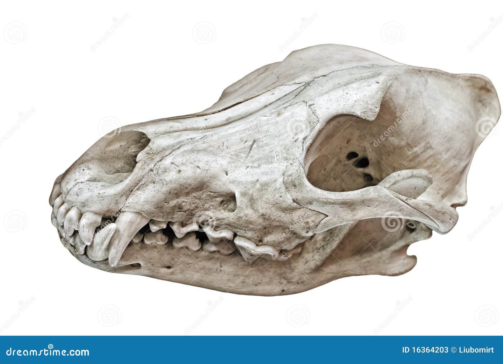 Monster skull stock image. Image of canine, decayed, monster - 16364203