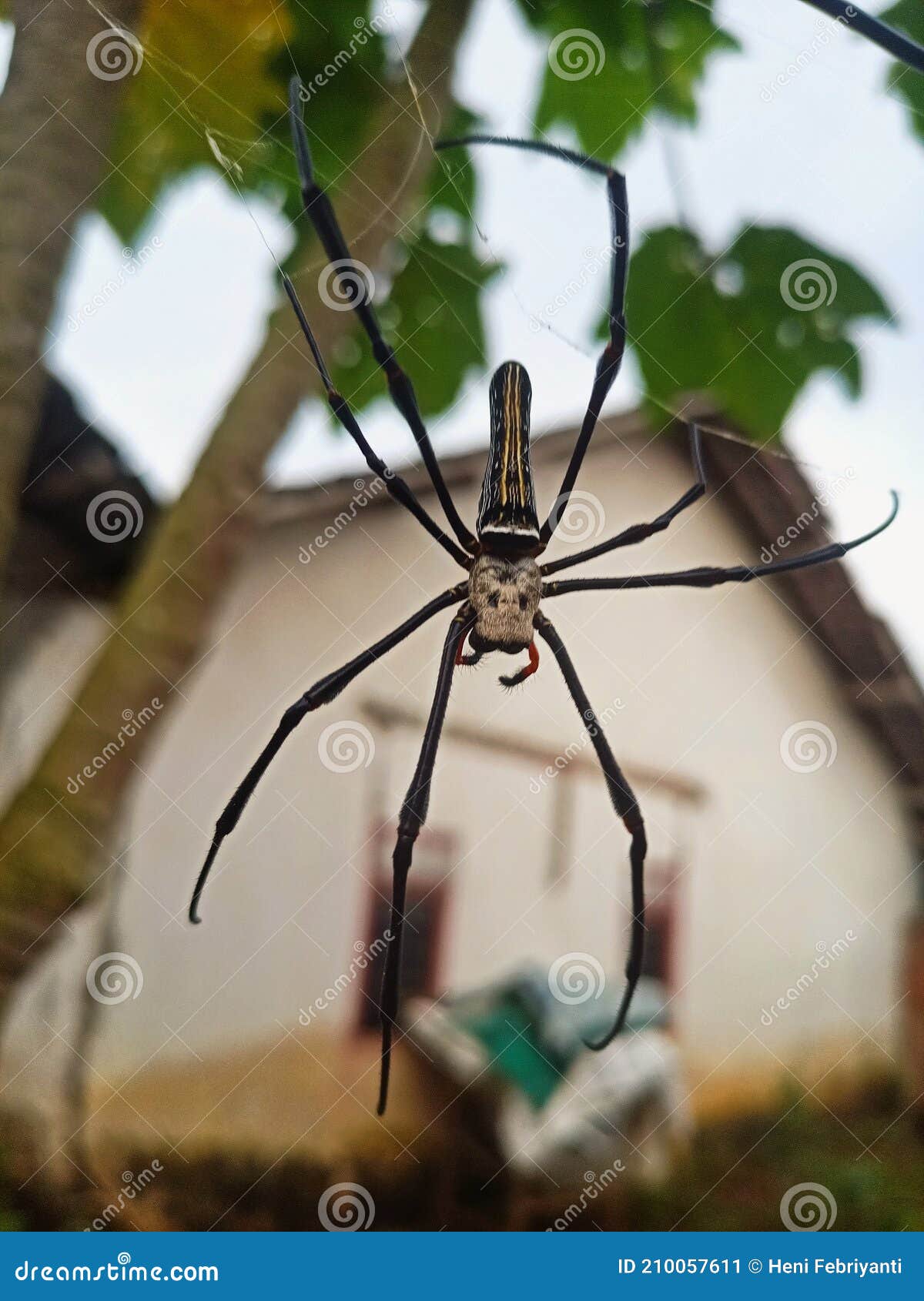 Monster Spider Eight Feet stock image. Image of attercop - 210057611