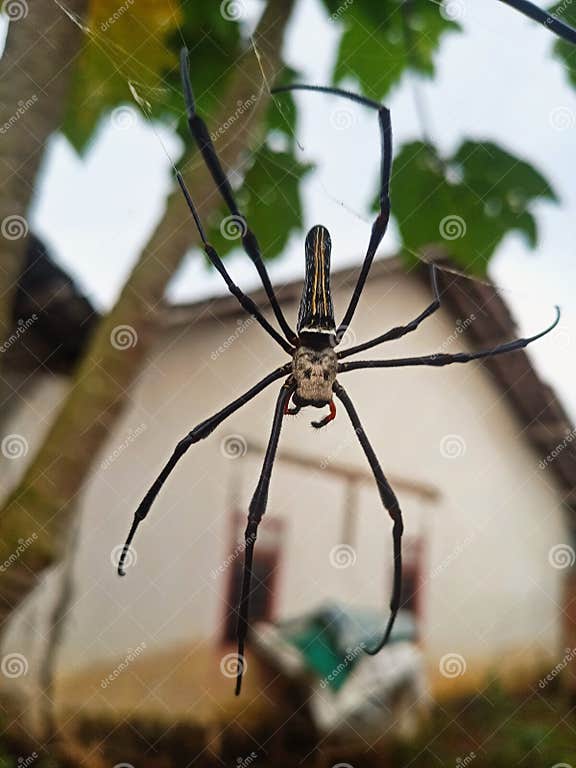 Monster Spider Eight Feet stock image. Image of attercop - 210057611
