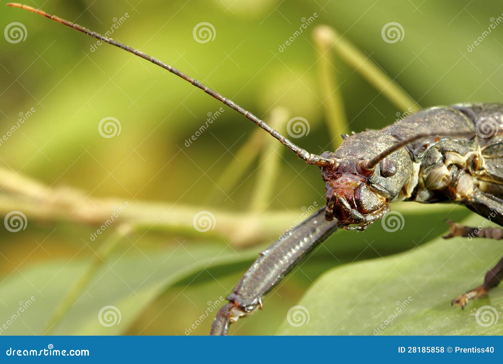 Monster - stick insect stock photo. Image of snout, monster - 28185858