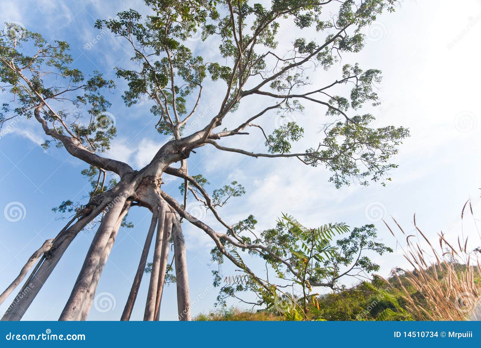 Monster tree-2 stock photo. Image of single, organic - 14510734