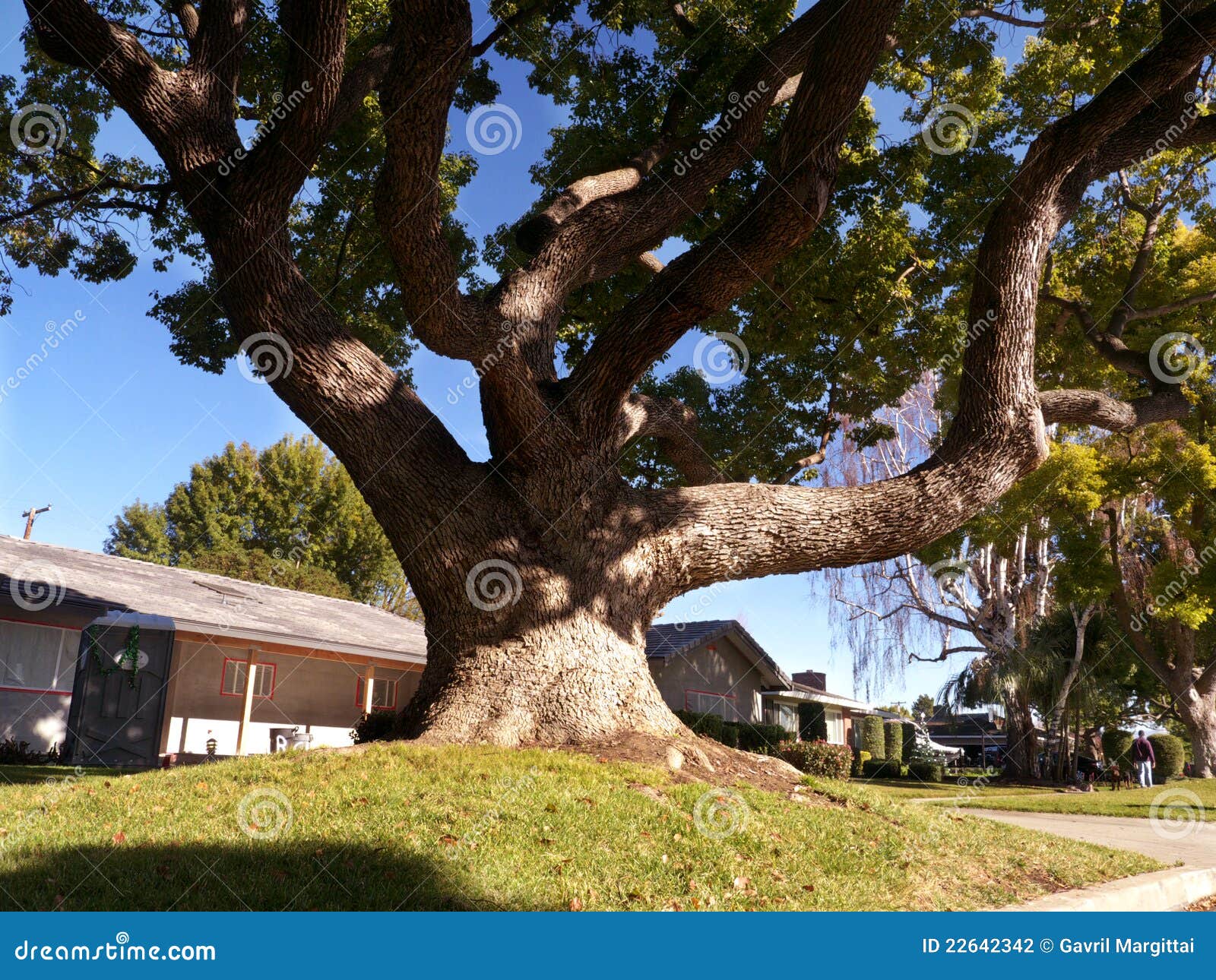 Monster tree stock photo. Image of dominate, wide, lawn - 22642342