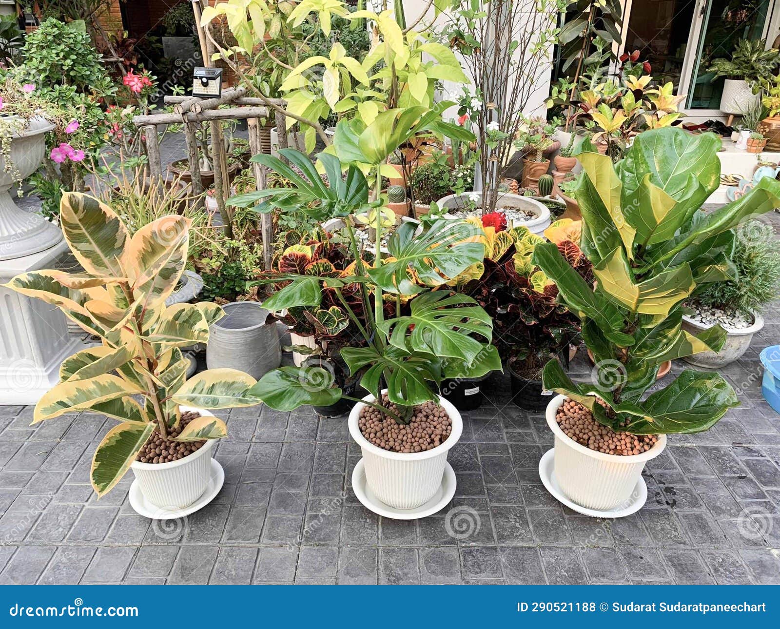 Monster Tree Emerald Guak Tree Indian Stock Photo - Image of indian ...