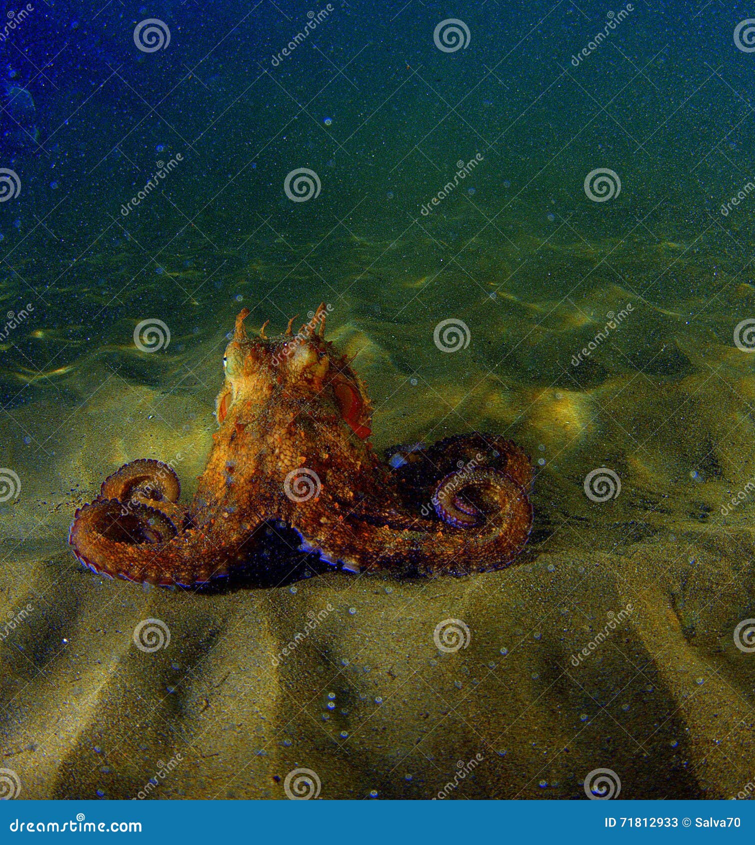 The monster stock image. Image of diving, flying, monster - 71812933