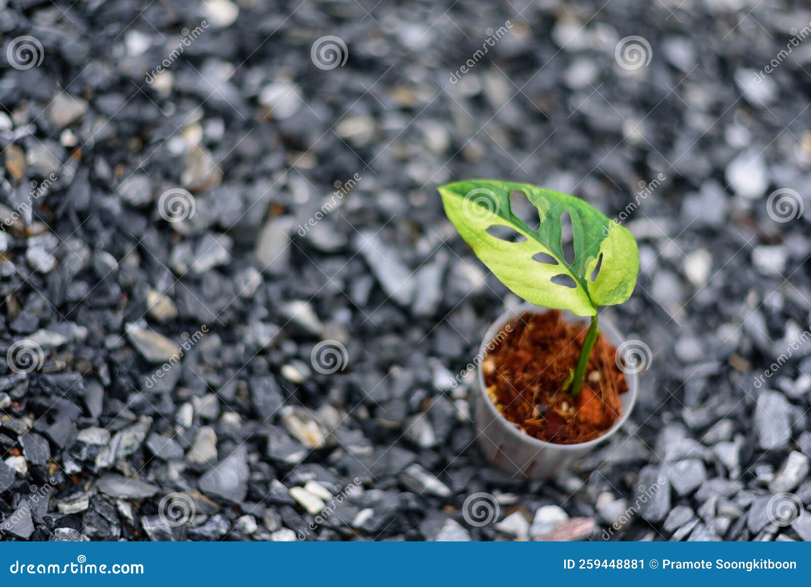 Monstera Acuminata Aurea Varigated in the Pot Stock Image - Image of ...