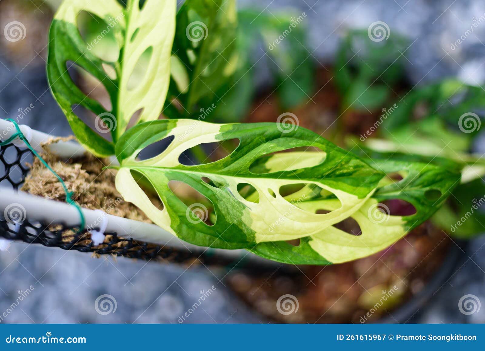 Monstera Adansonii Albo Variegated Giant Stock Image - Image of ... Monstera Adansonii Albo Variegated Giant Stock Image - Image of ...