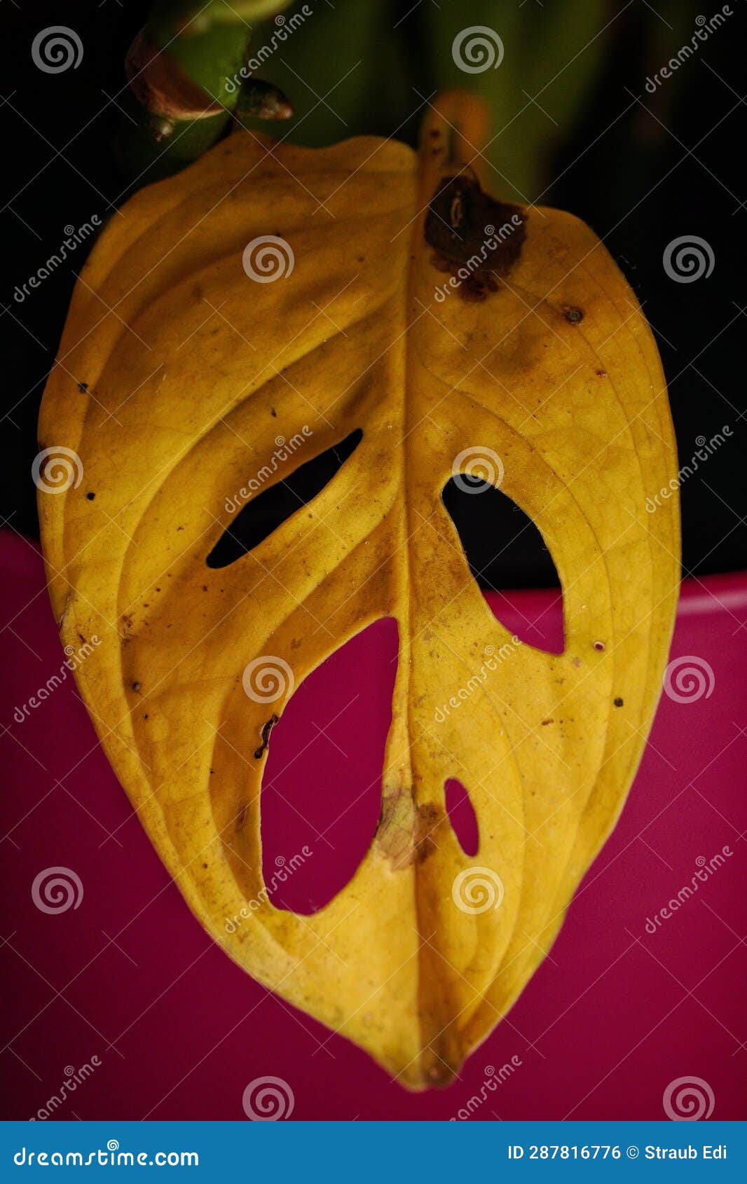 Monstera Adansonii Dried Yellow Leaf Stock Photo - Image of leaf ...
