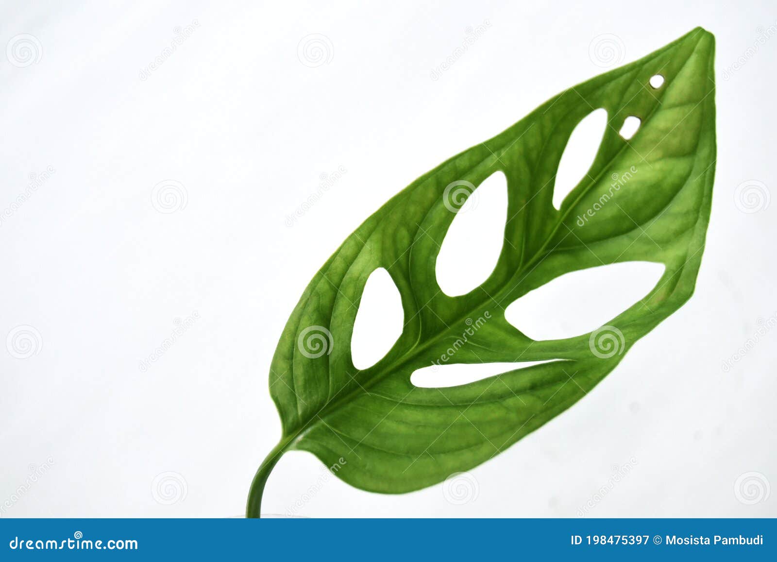 Monstera Adansonii, The Adanson's Monstera, Monkey Mask, Swiss Cheese ...