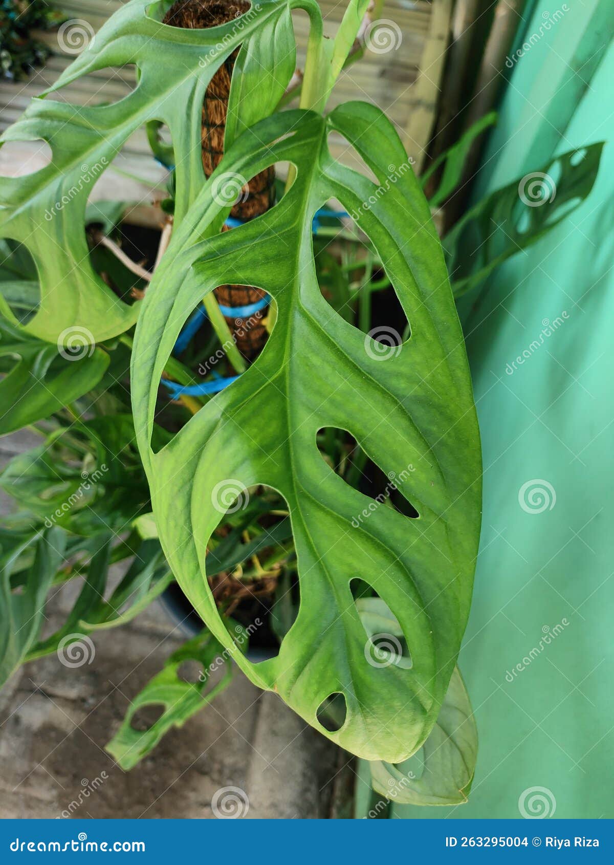 Monstera Adansonii Leaves Plant Stock Photo - Image of shrub, plant ...