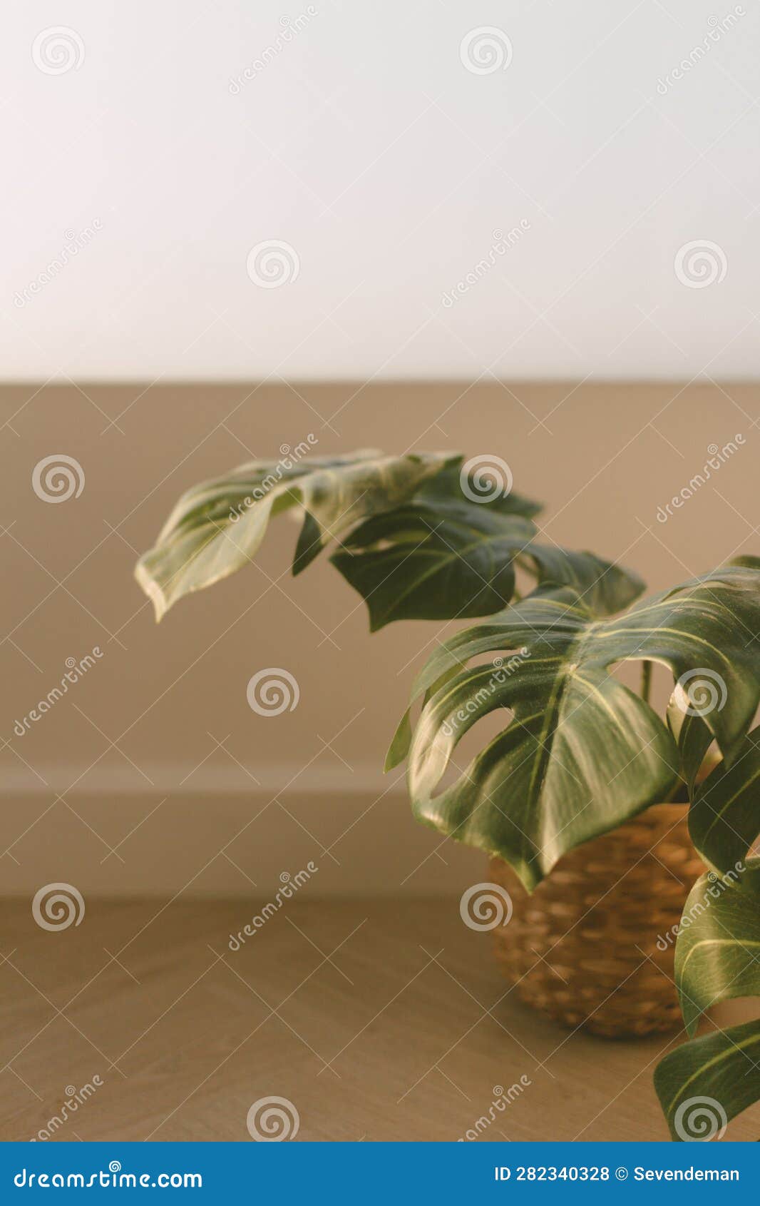 Monstera in Basket Decorative in the Corner of the Room in the Morning ...