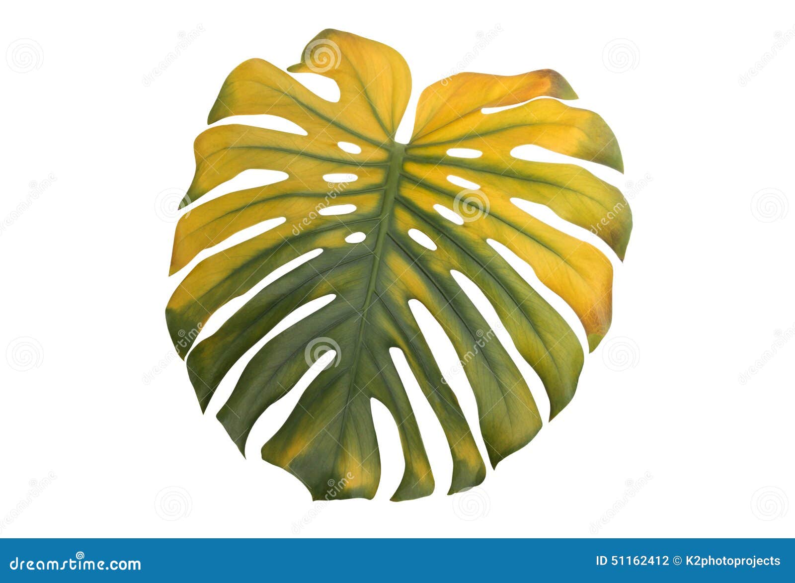 Monstera blad arkivfoto. Bild av - 51162412