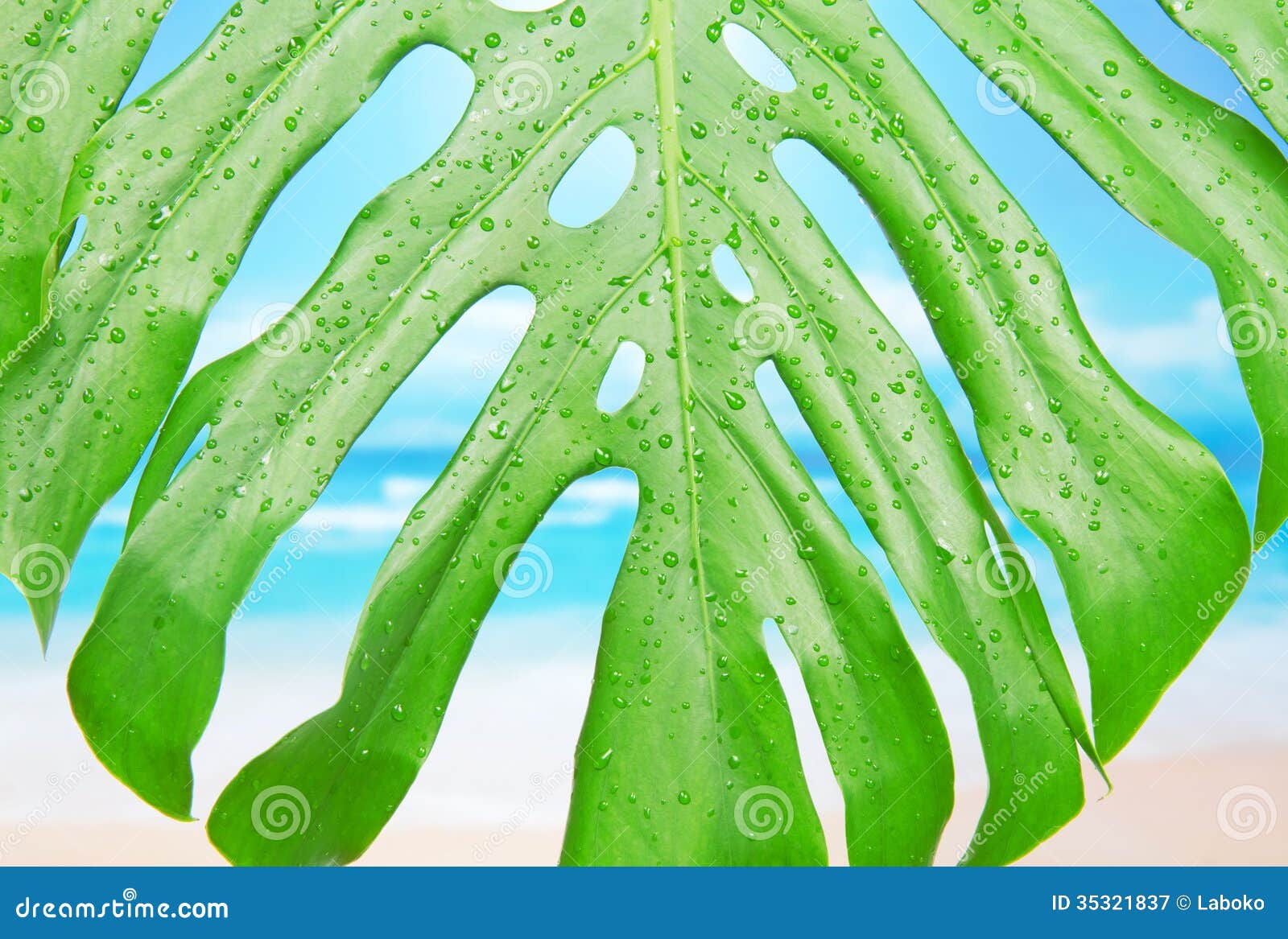 Monstera blad mot stranden fotografering för bildbyråer. Bild av strand ...