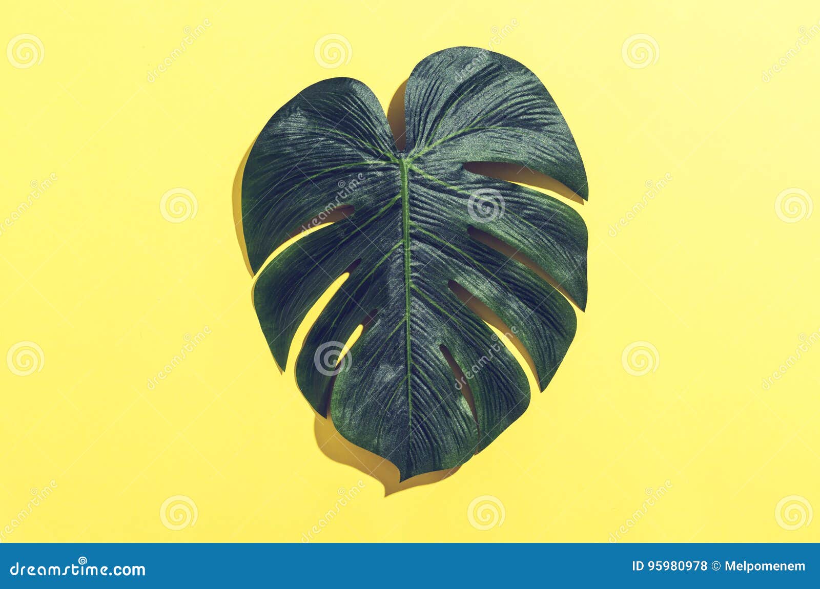 Monstera-Blatt Mit Hartem Schatten Stockfoto - Bild von lack, bunt ...