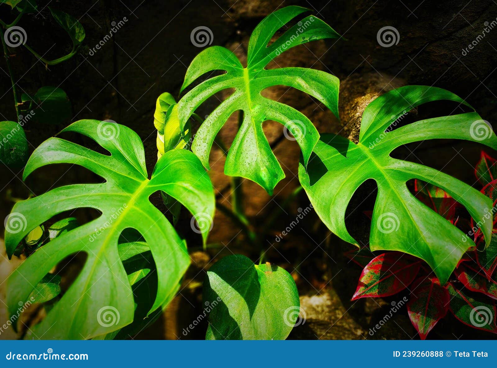 Monstera Brazilian Form stock photo. Image of rainforest - 239260888