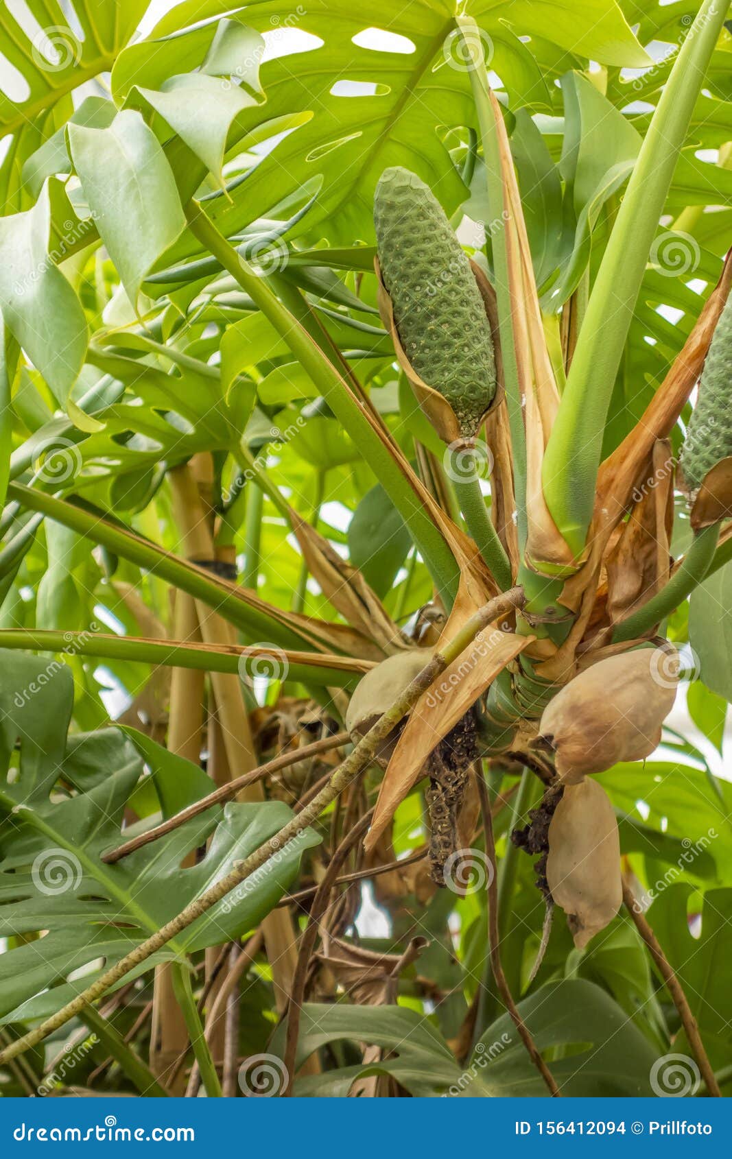 Monstera Deliciosa Con Fruta Foto de archivo - Imagen de ensalada ...