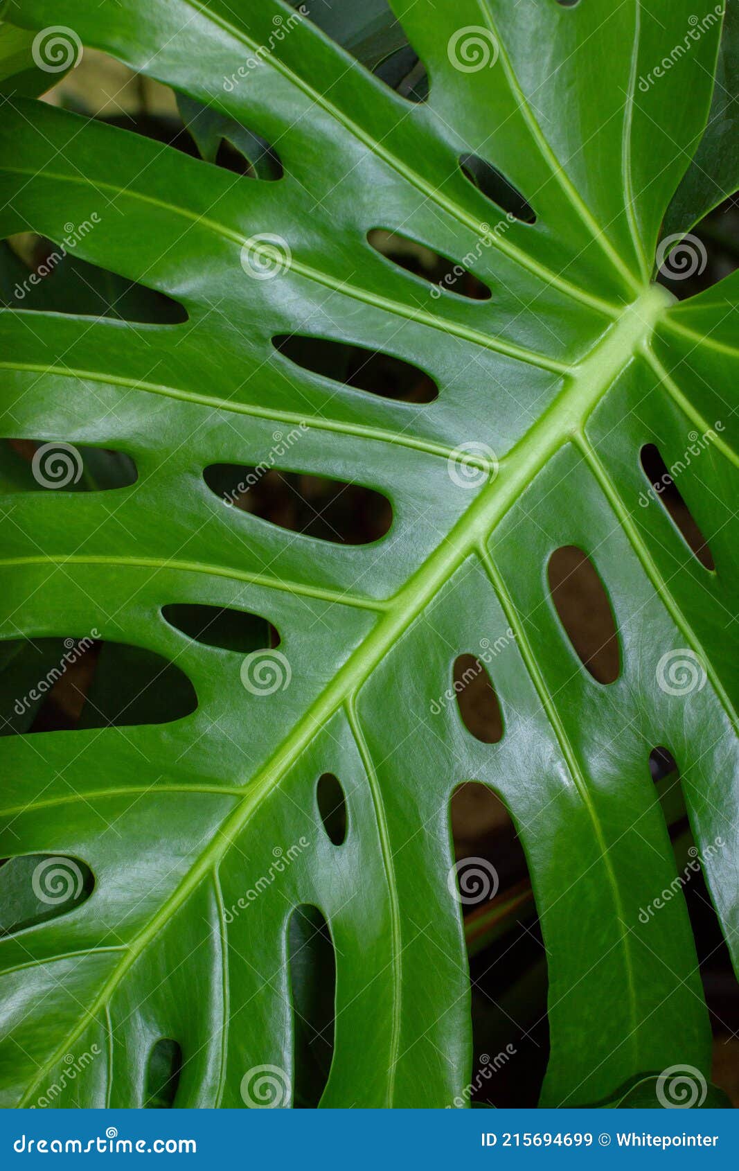 Monstera Deliciosa Monstera Feuille Image stock - Image of isolement ...