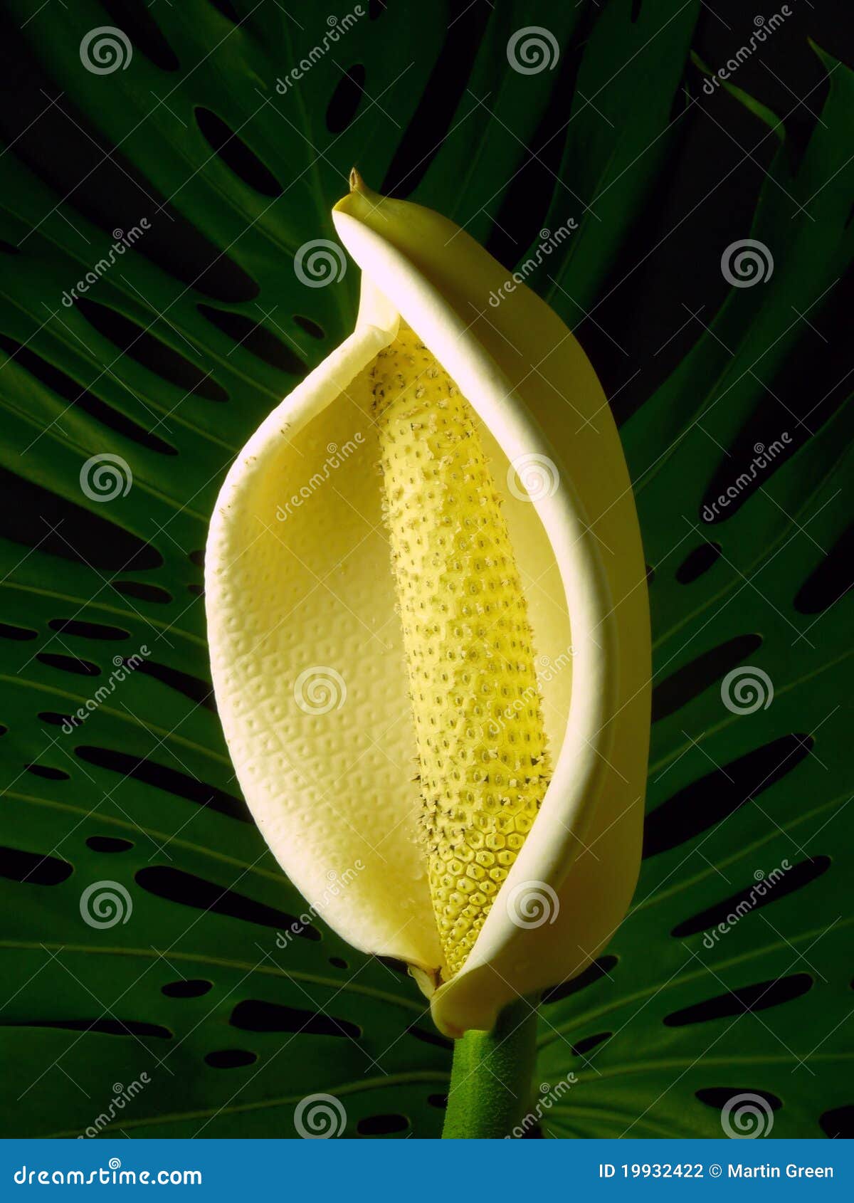 Monstera Deliciosa Flower stock photo. Image of unusual - 19932422