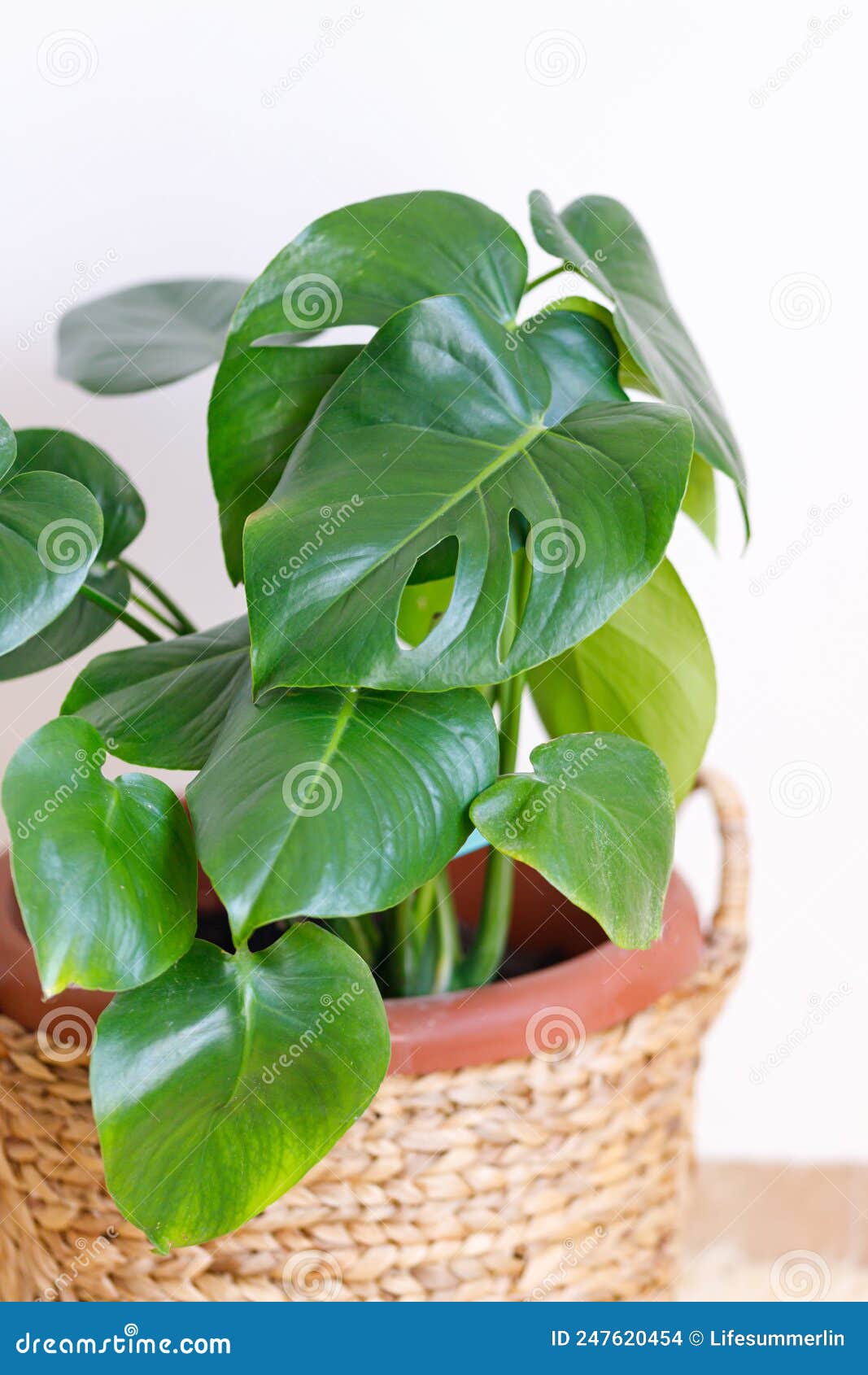 Monstera Deliciosa Houseplant in Bright Sunlight. Stock Photo - Image ...