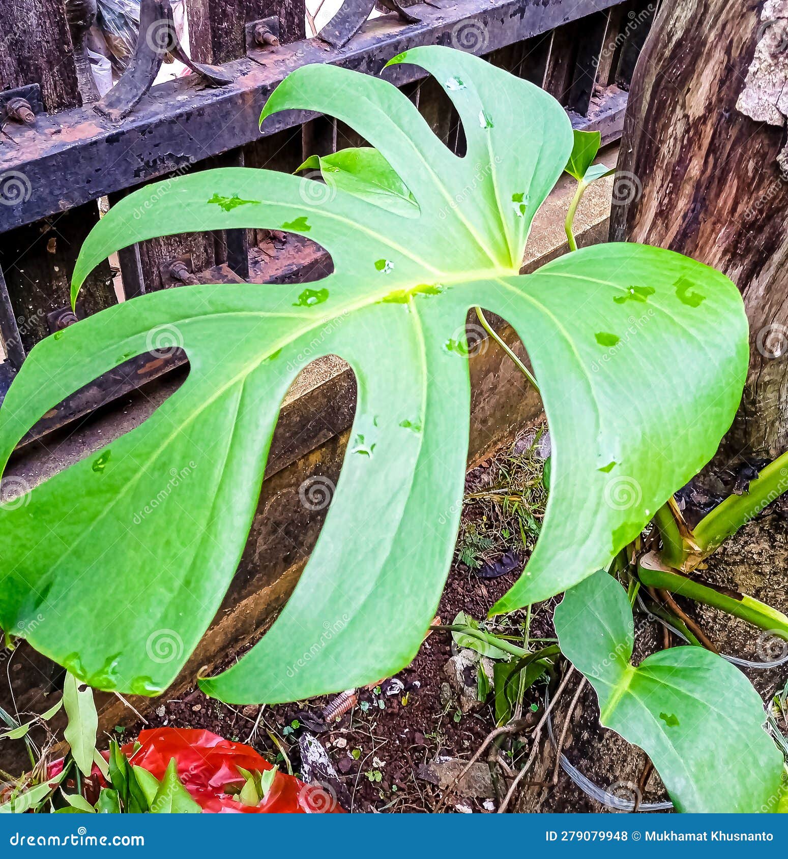 Monstera Deliciosa Impregnada De Lluvia Salpicada Foto de archivo ...