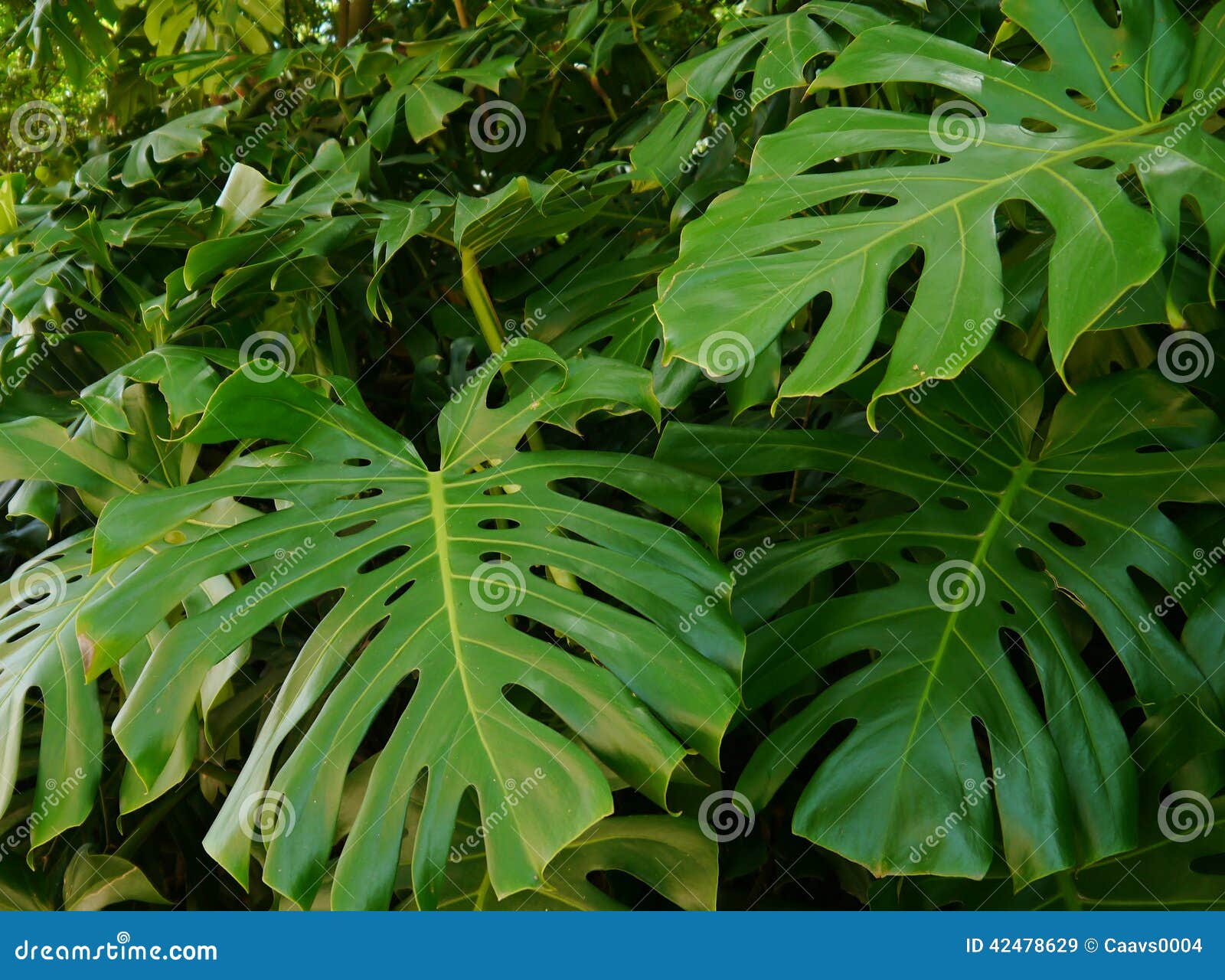 Monstera Deliciosa - Swiss Cheese Plant, Nephrolepis Exaltata Green ...