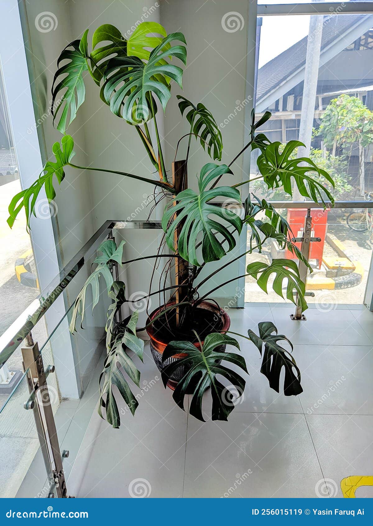 Monstera Deliciosa Plants Become Decorations in the Corner of the ...