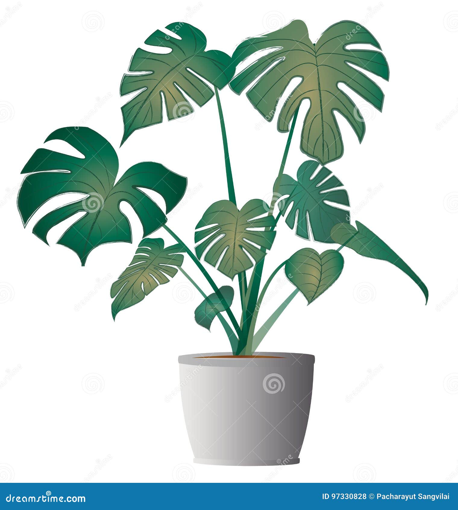 Monstera Deliciosa Or Swiss Cheese Plant Tropical Leaves Cartoon Vector ...
