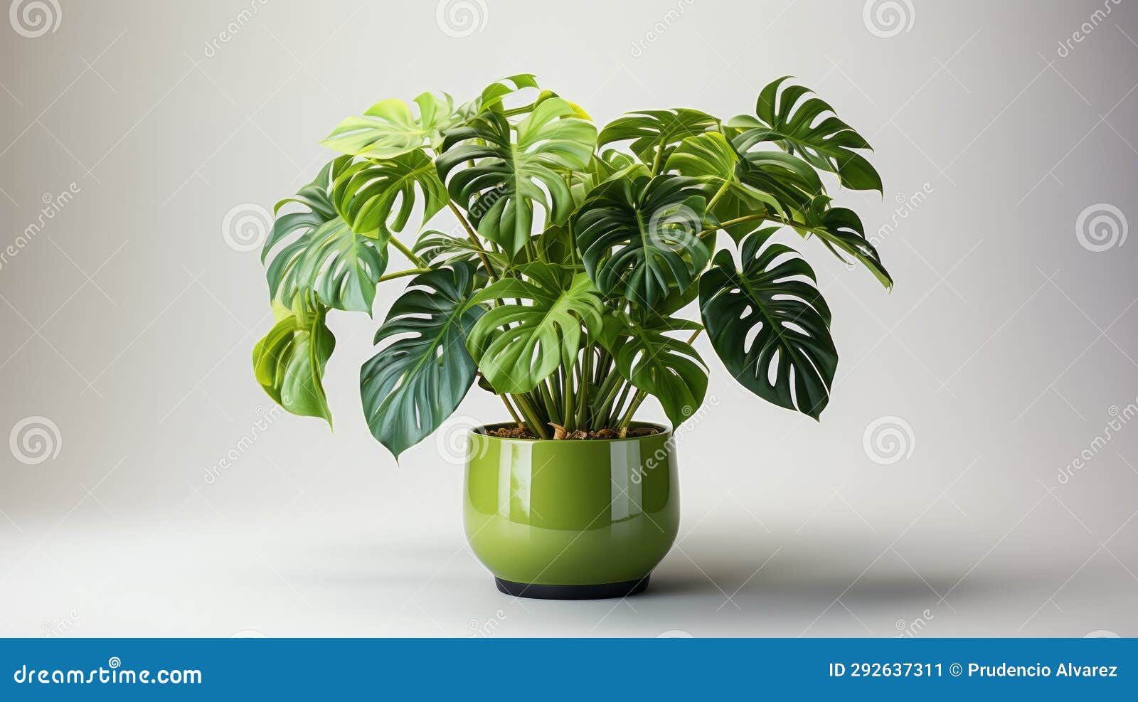 Monstera Delicious Plant Isolated Stock Illustration - Illustration of ...