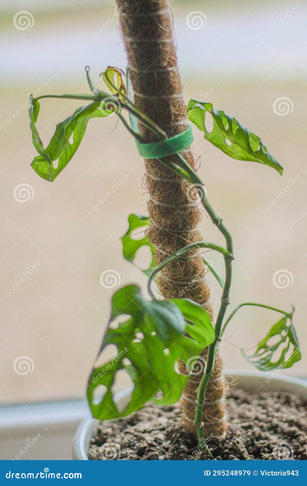 Monstera – the Swiss Cheese Pothos Stock Image - Image of slits, branch ...