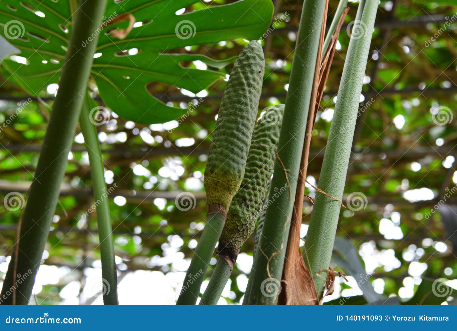 Monstera imagen de archivo. Imagen de fruta, crecimiento - 140191093